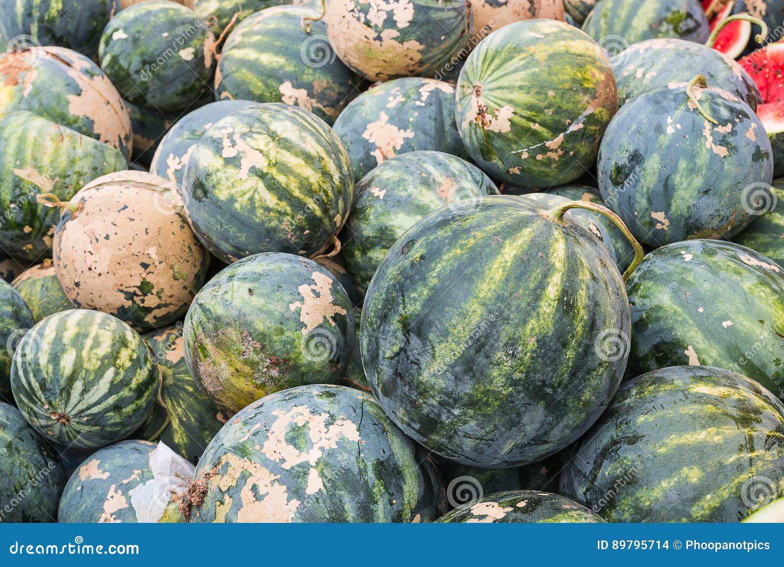 Watermelon in garden stock photo. Image of garden, freshness - 89795714