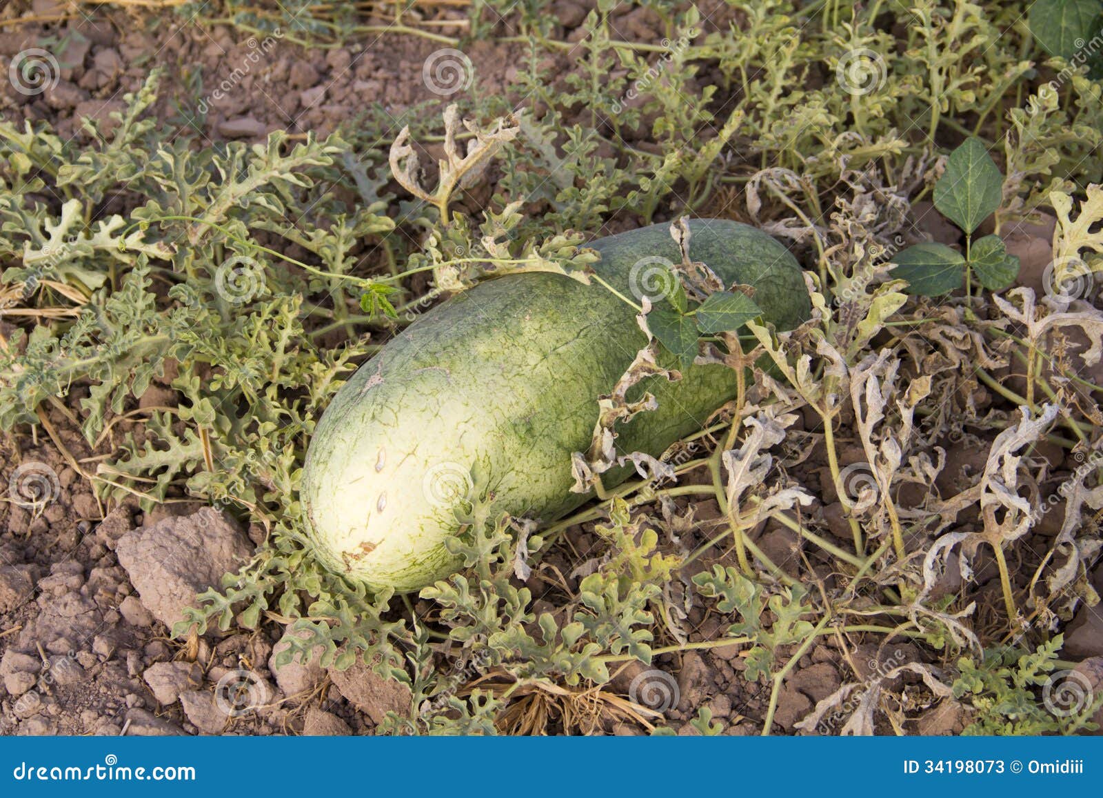 Watermelon stock image. Image of plant, creeper, harvesting - 34198073