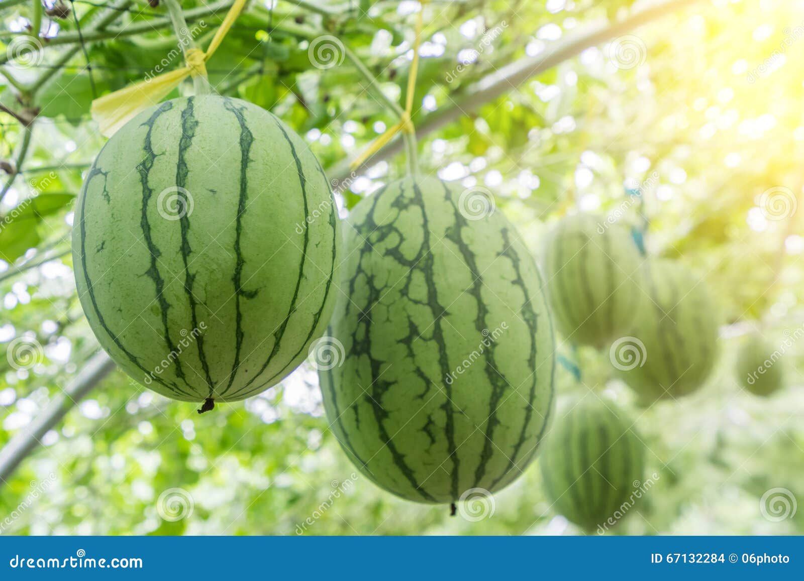 Watermelon in greenhouse stock photo. Image of green - 67132284
