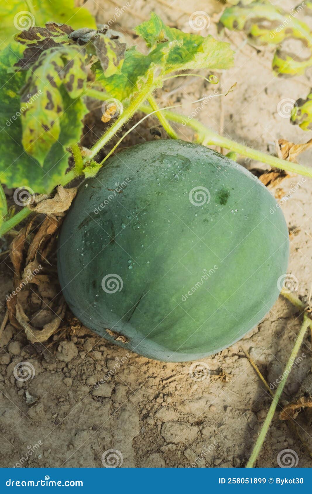 Watermelon on the Ground in the Garden. Fruits and Vegetables Stock ...