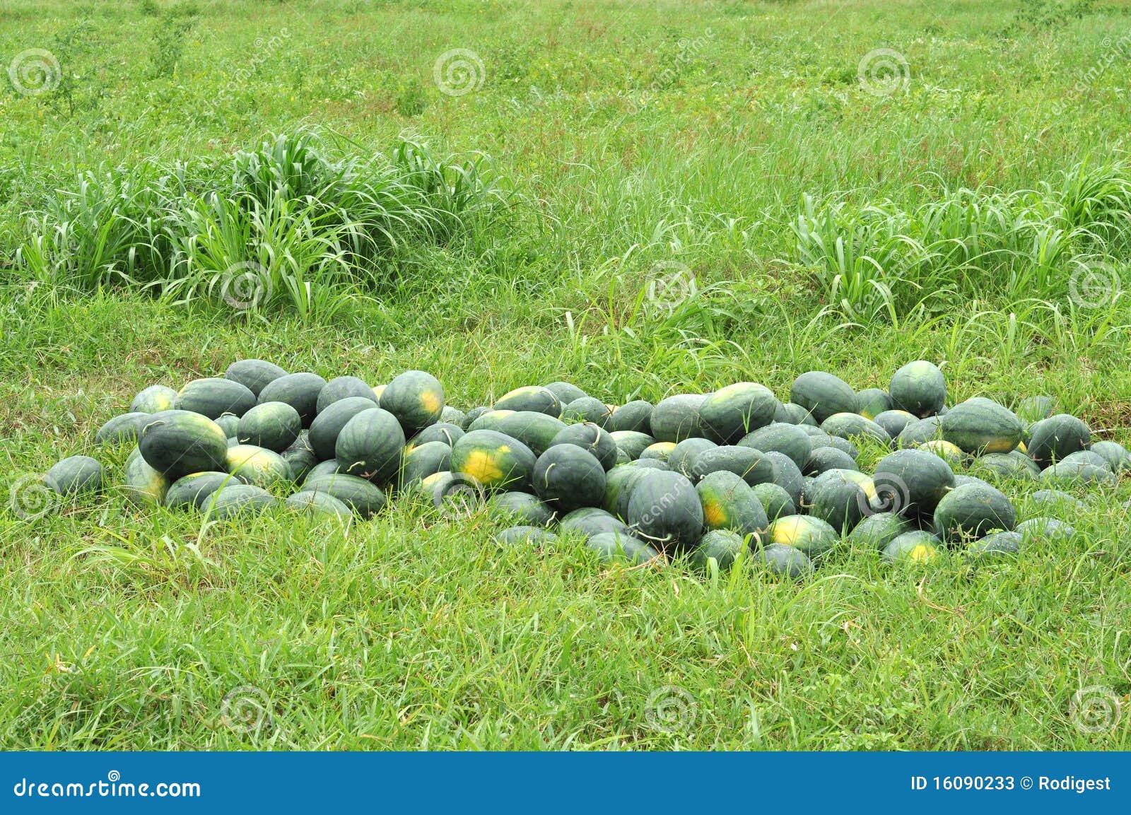 Watermelon Group Farm Green Stock Image - Image of juice, energy: 16090233