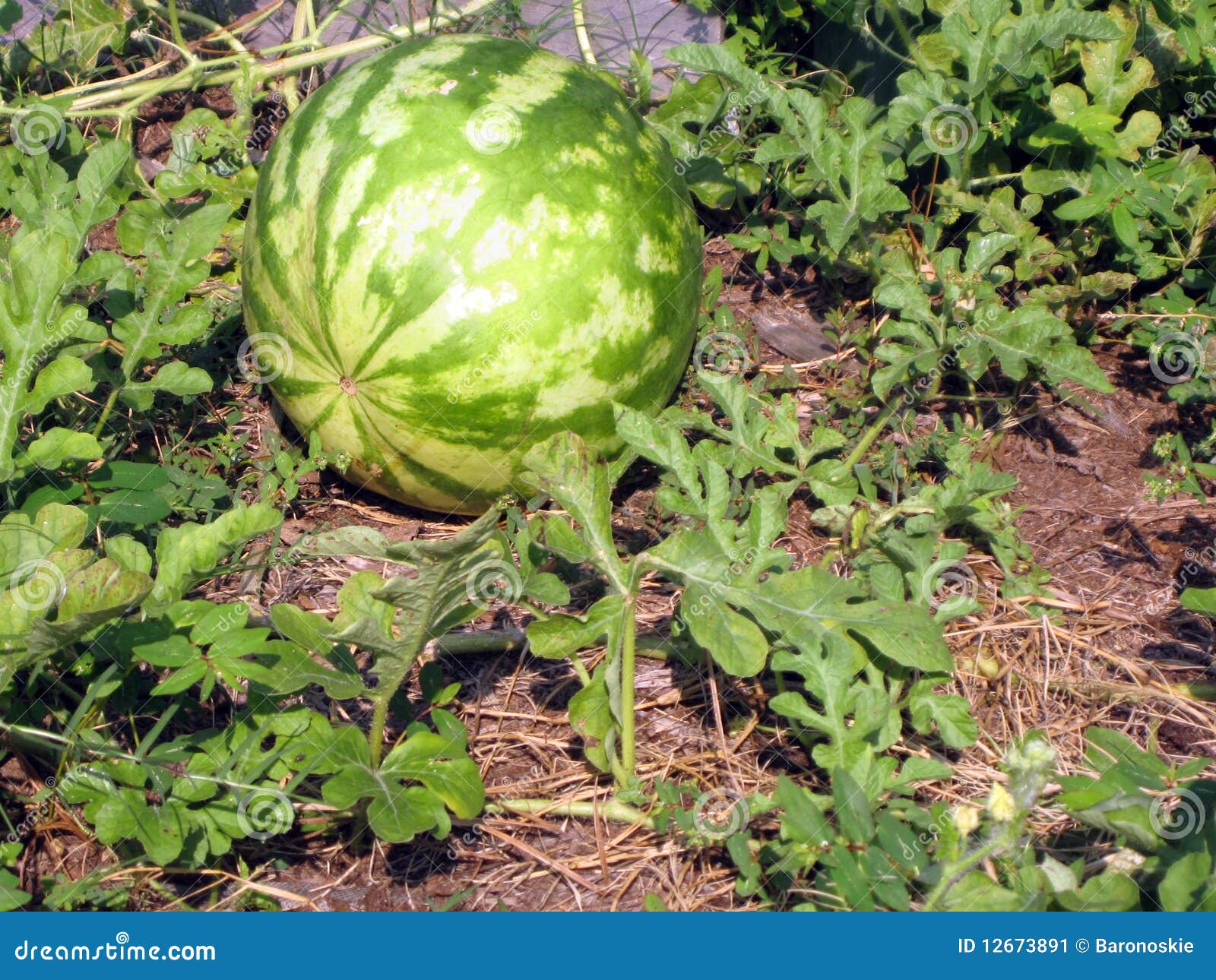 Watermelon Growing stock image. Image of fruit, summer - 12673891