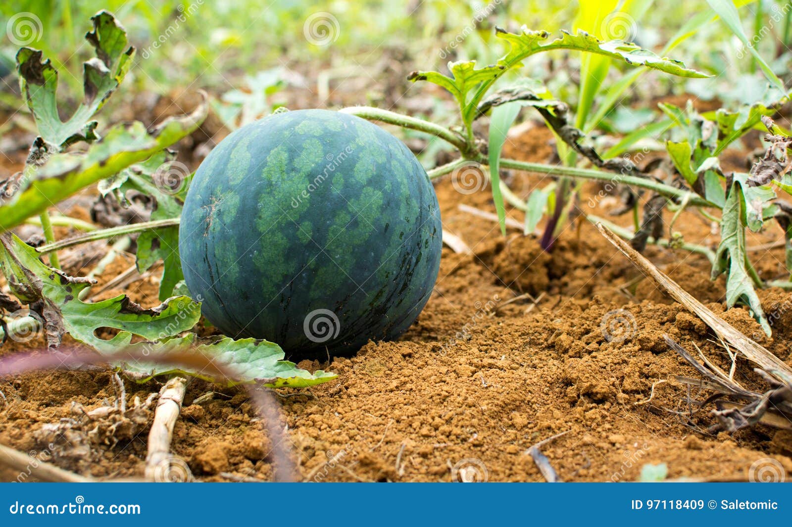 Watermelon Growing in the Field Stock Image - Image of outdoor, plant ...