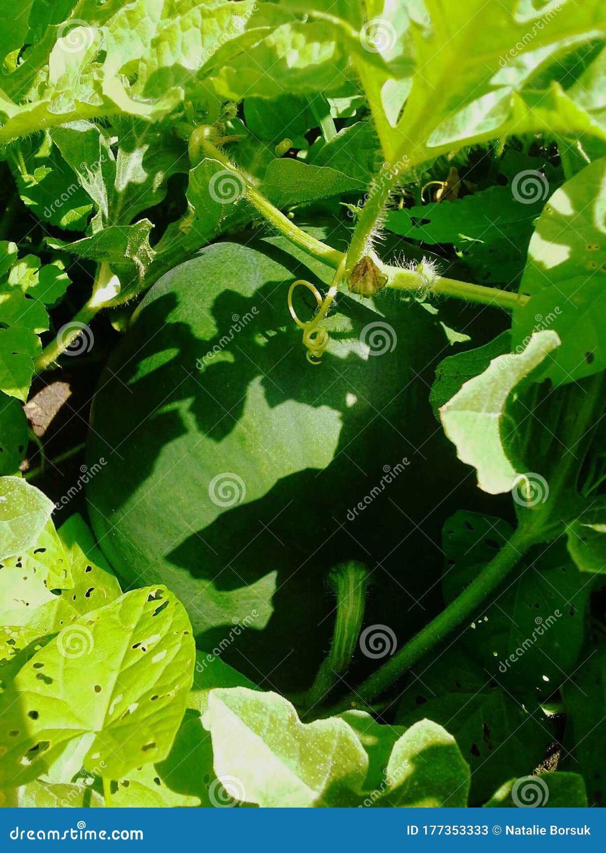 Watermelon Growing Melon Field Stock Image - Image of field, rural ...