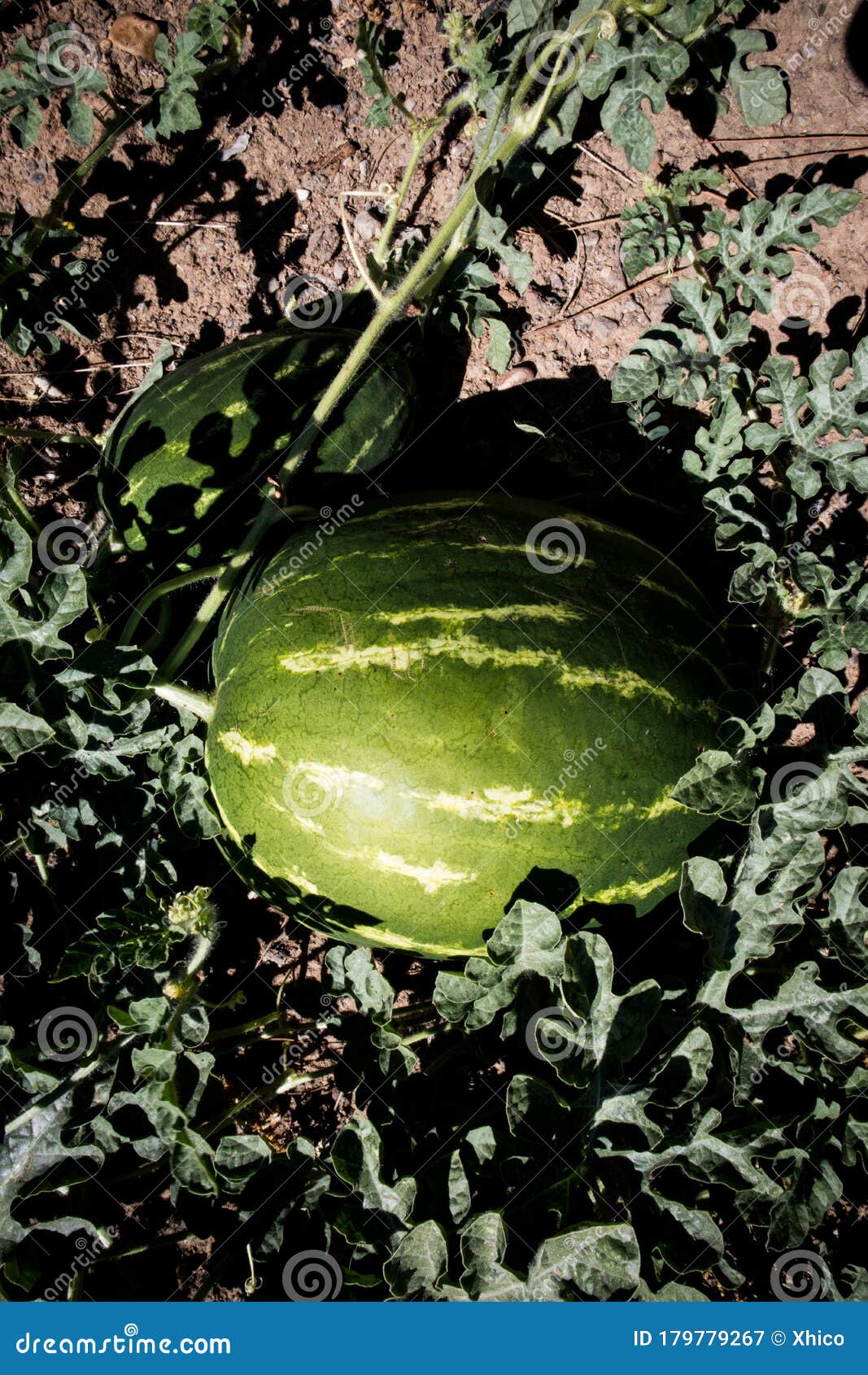 Watermelon Patch Stock Photos - Download 138 Royalty Free Photos