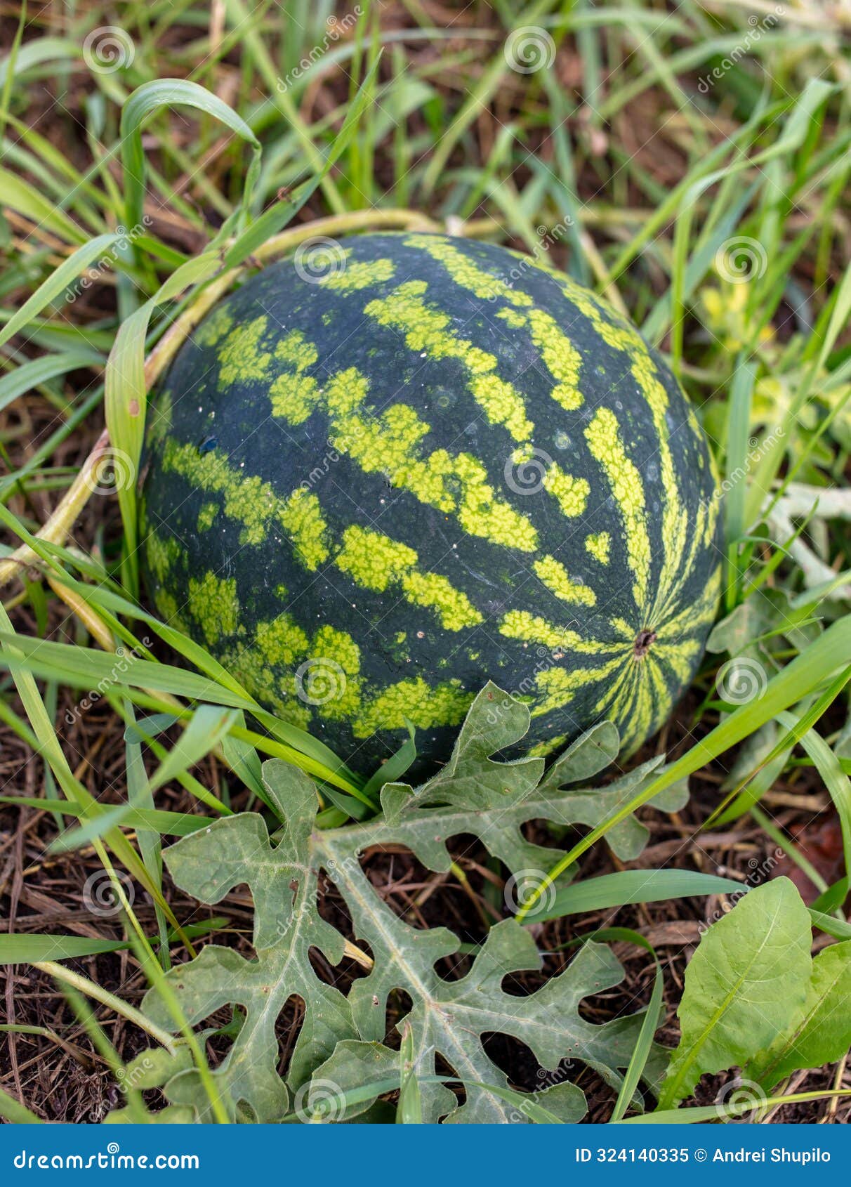 Watermelon Grows on the Ground in the Garden Stock Image - Image of ...