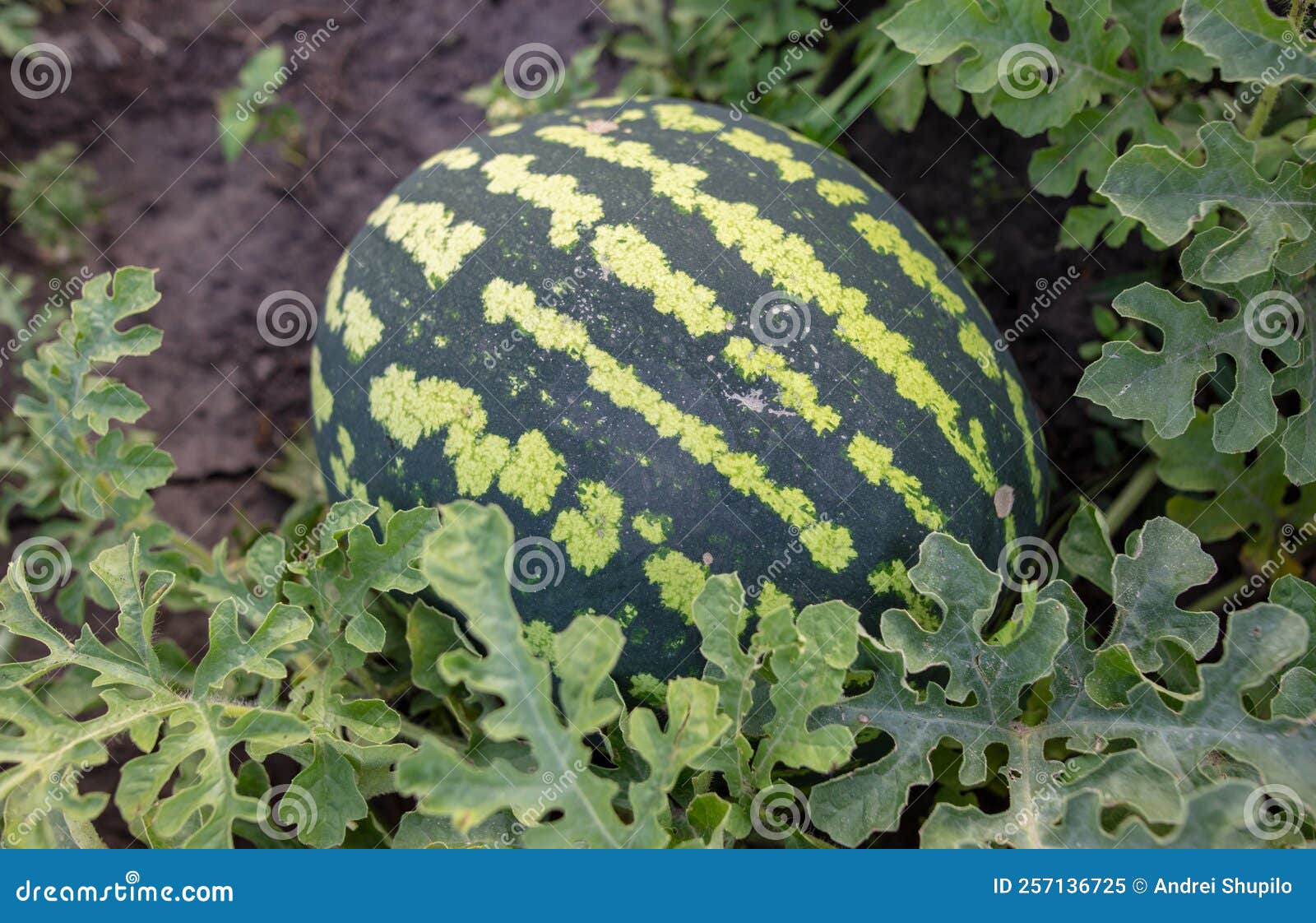 Watermelon Grows on the Ground in the Garden. Stock Image - Image of ...