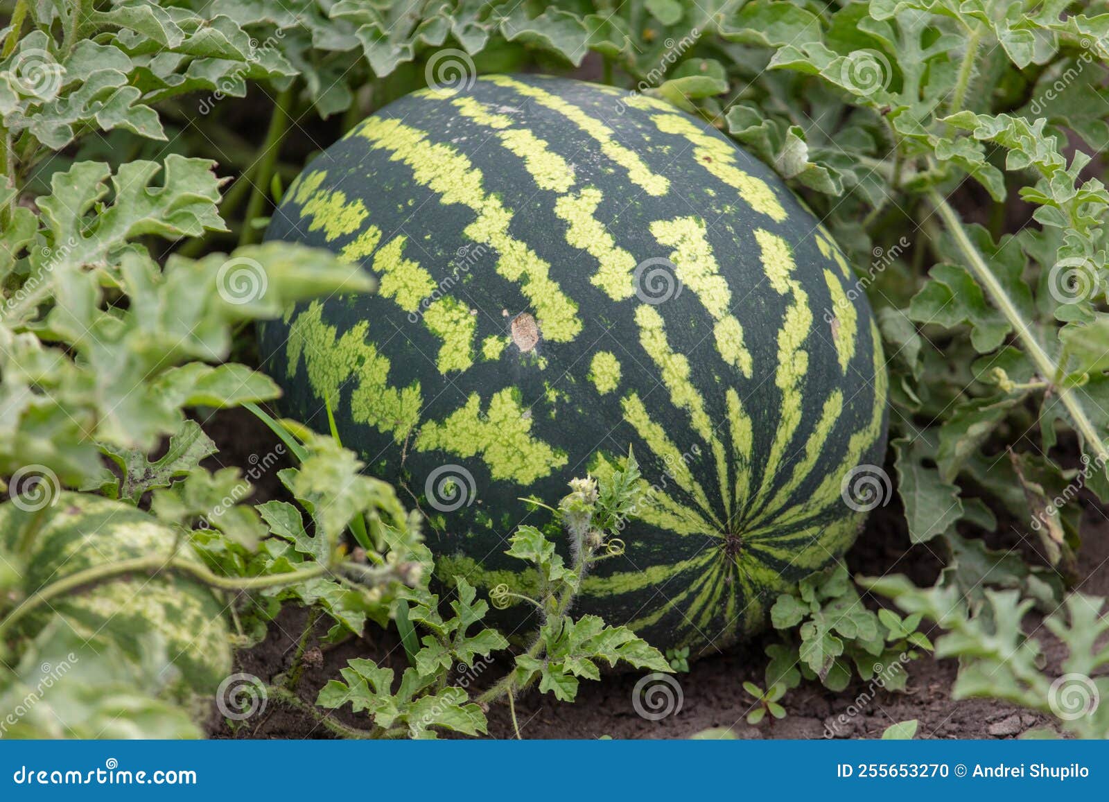 Watermelon Grows on the Ground. Stock Photo - Image of small, season ...