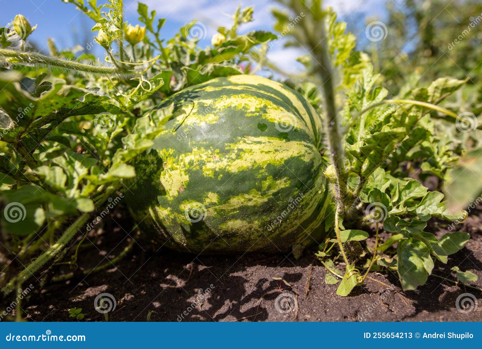 Watermelon Grows on the Ground. Stock Image - Image of food, striped ...