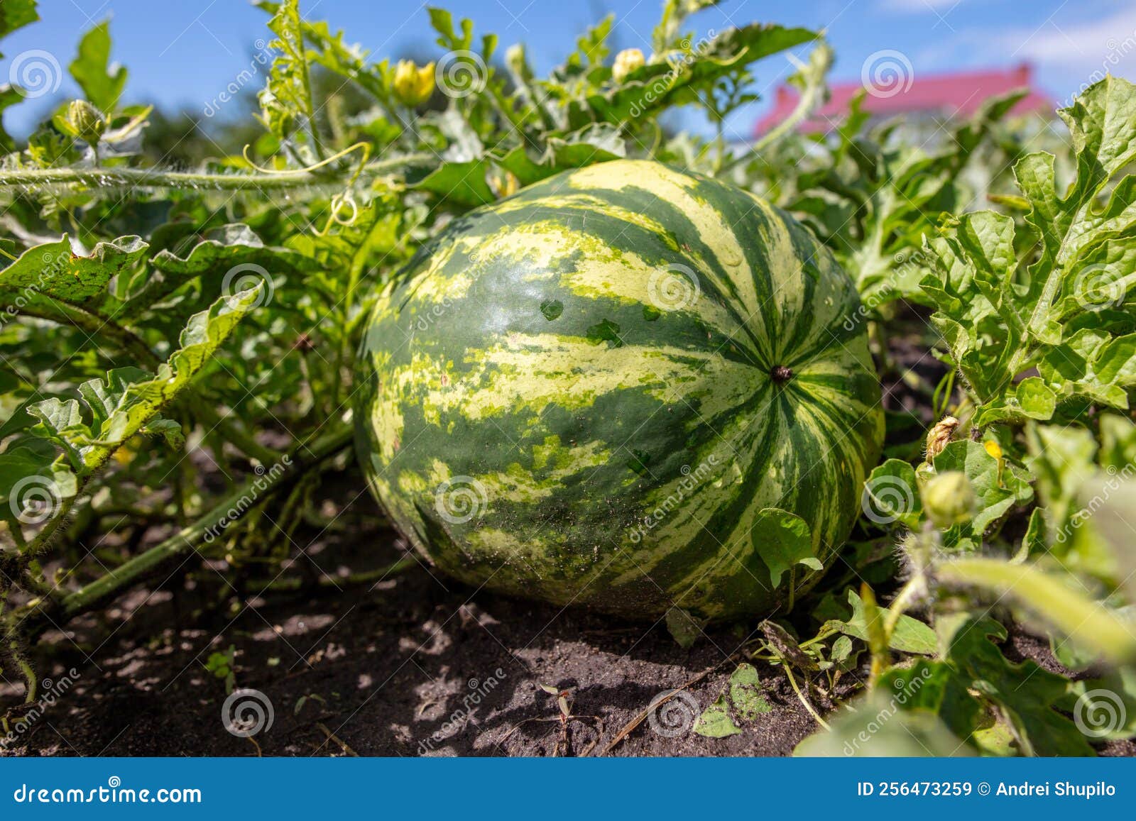 Watermelon Grows on the Ground. Stock Image - Image of closeup, sweet ...