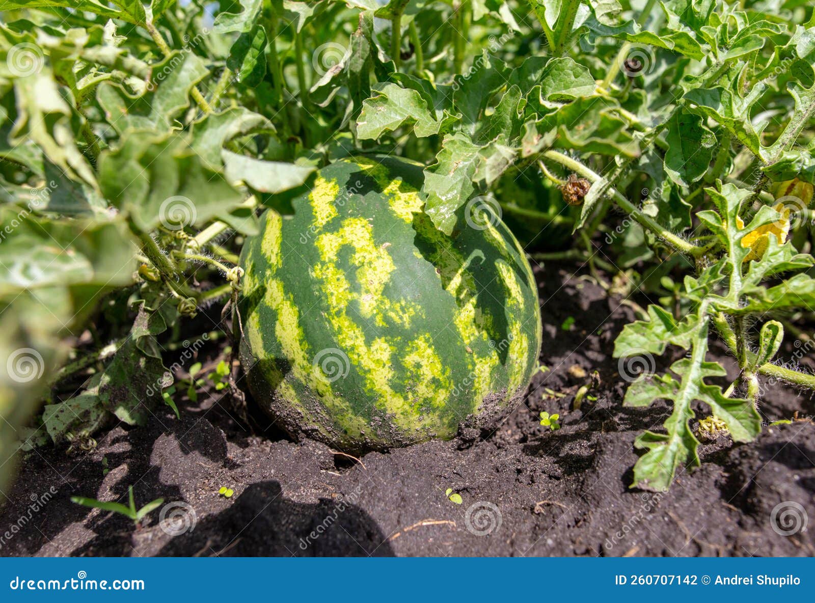 Watermelon Grows on the Ground. Stock Photo - Image of field, leaf ...