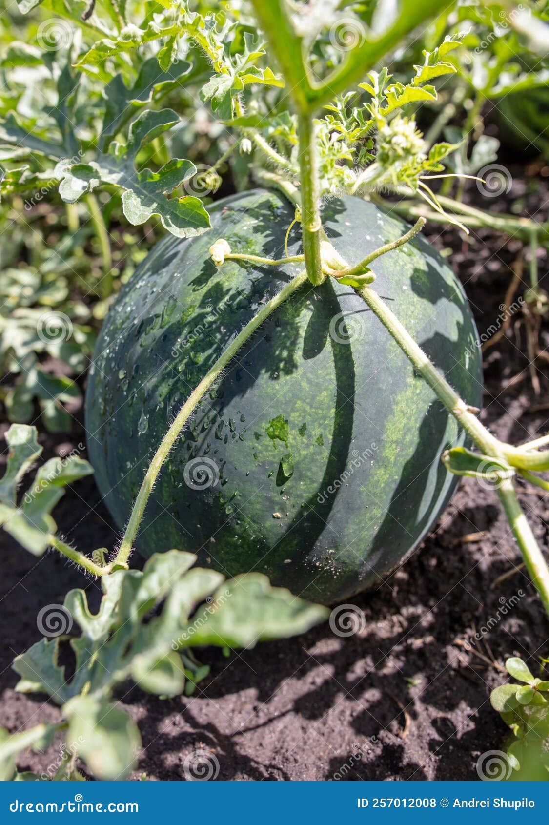 Watermelon Grows on the Ground. Stock Photo - Image of farm, outdoor ...