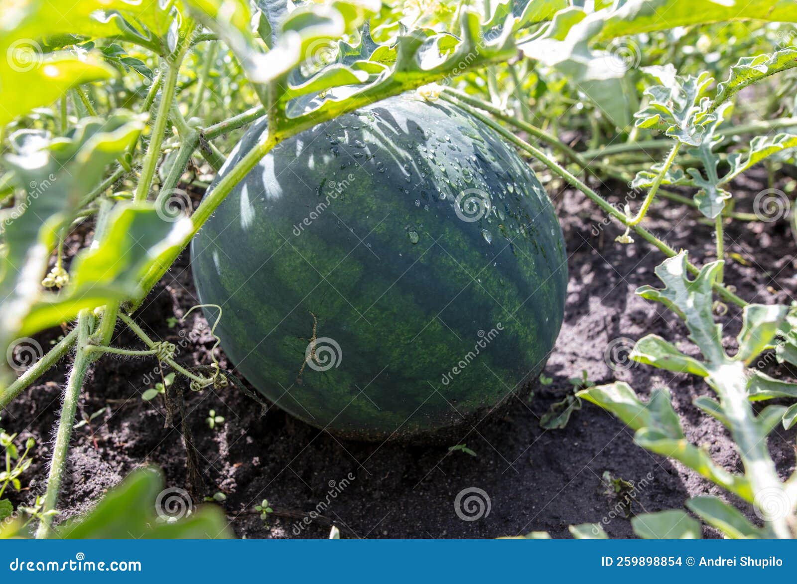 Watermelon Grows on the Ground. Stock Photo - Image of fresh, growing ...