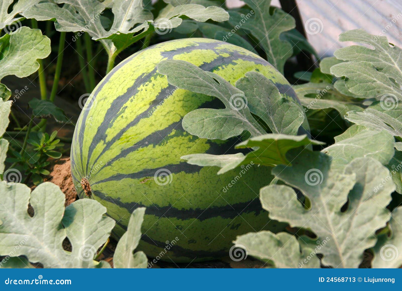 Watermelon growth stock image. Image of material, bright - 24568713