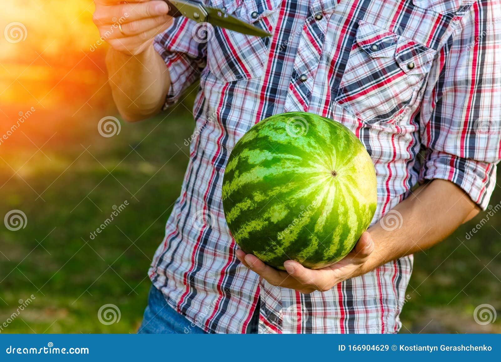 Watermelon in the Hands of a Guy on Nature in the Park Stock Image ...