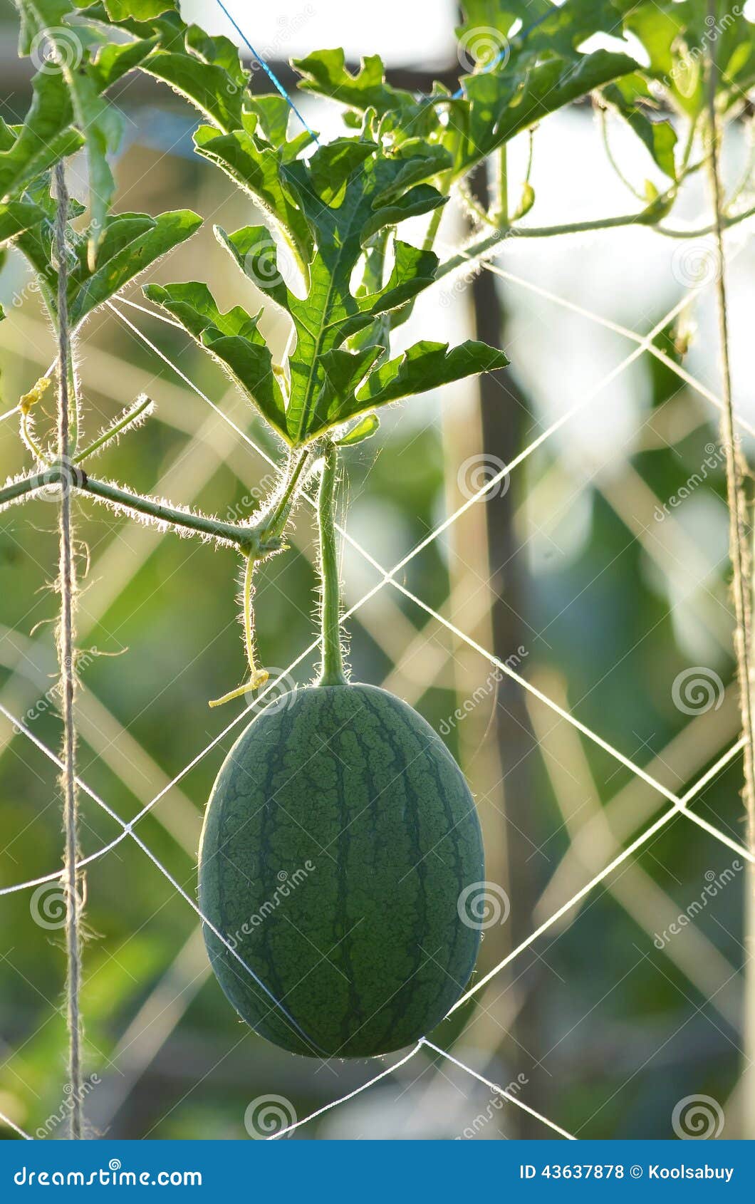 Watermelon. stock photo. Image of fresh, agricultural - 43637878