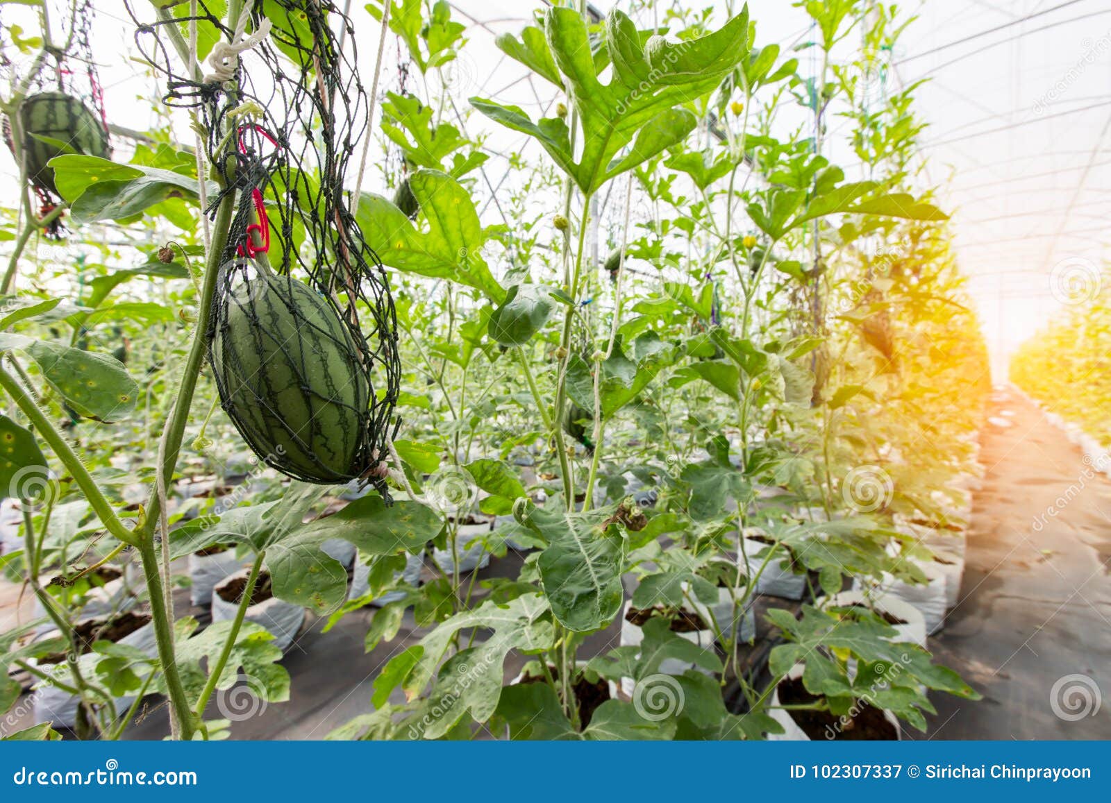 Watermelon Hanging in Greenhouse Stock Image - Image of greenhouse ...