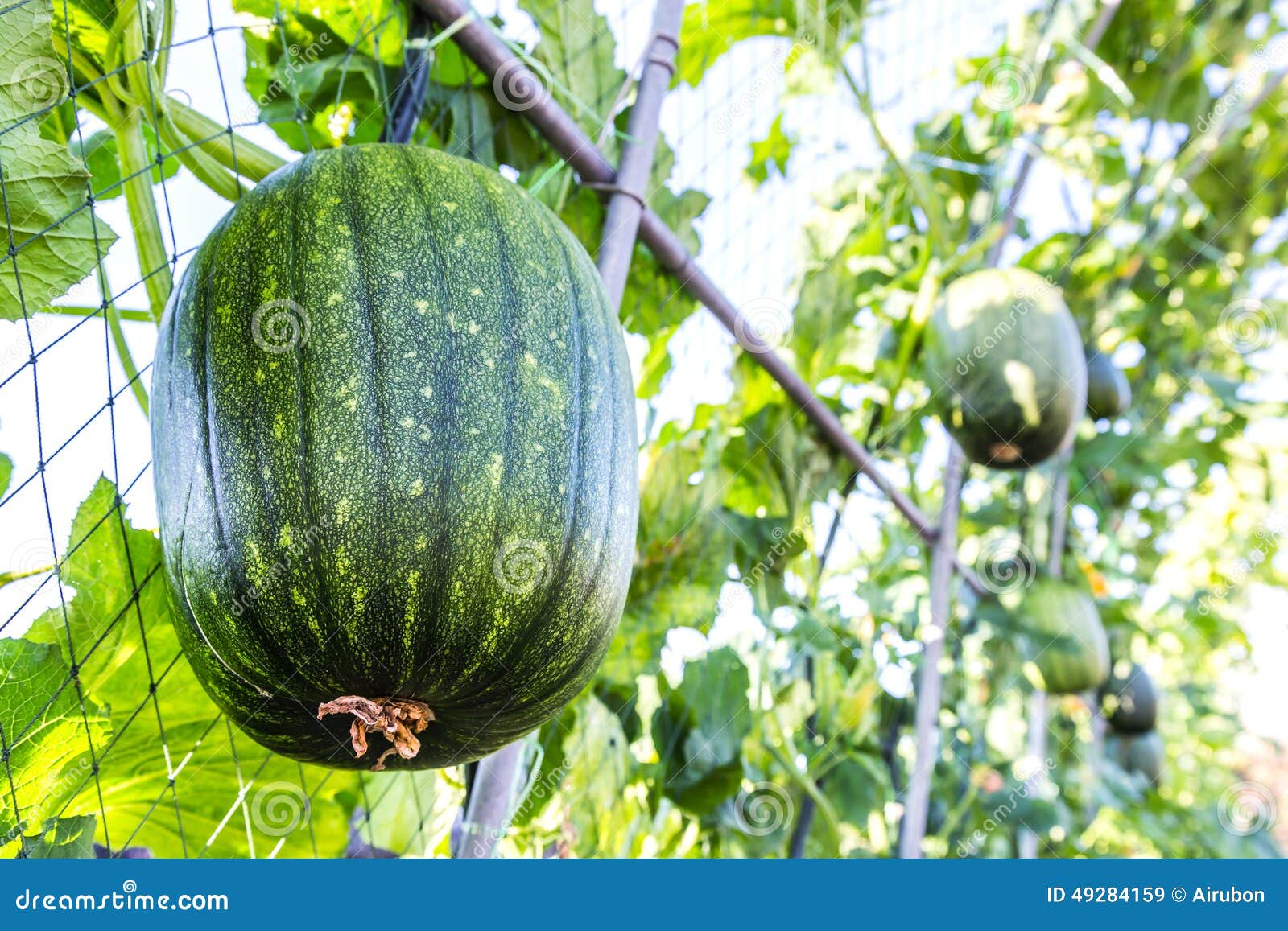 Watermelon hanging on tree stock image. Image of climb - 49284159