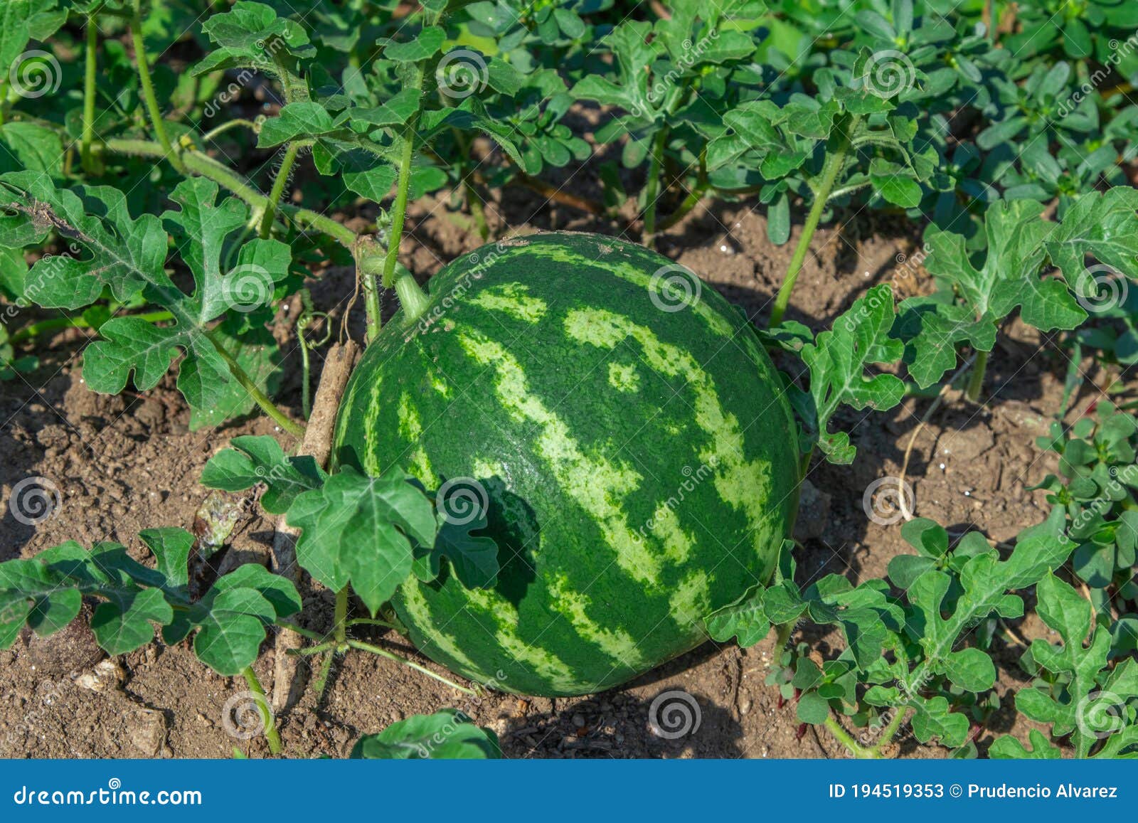 Watermelon Harvest in the Field Stock Image - Image of circle, closeup ...