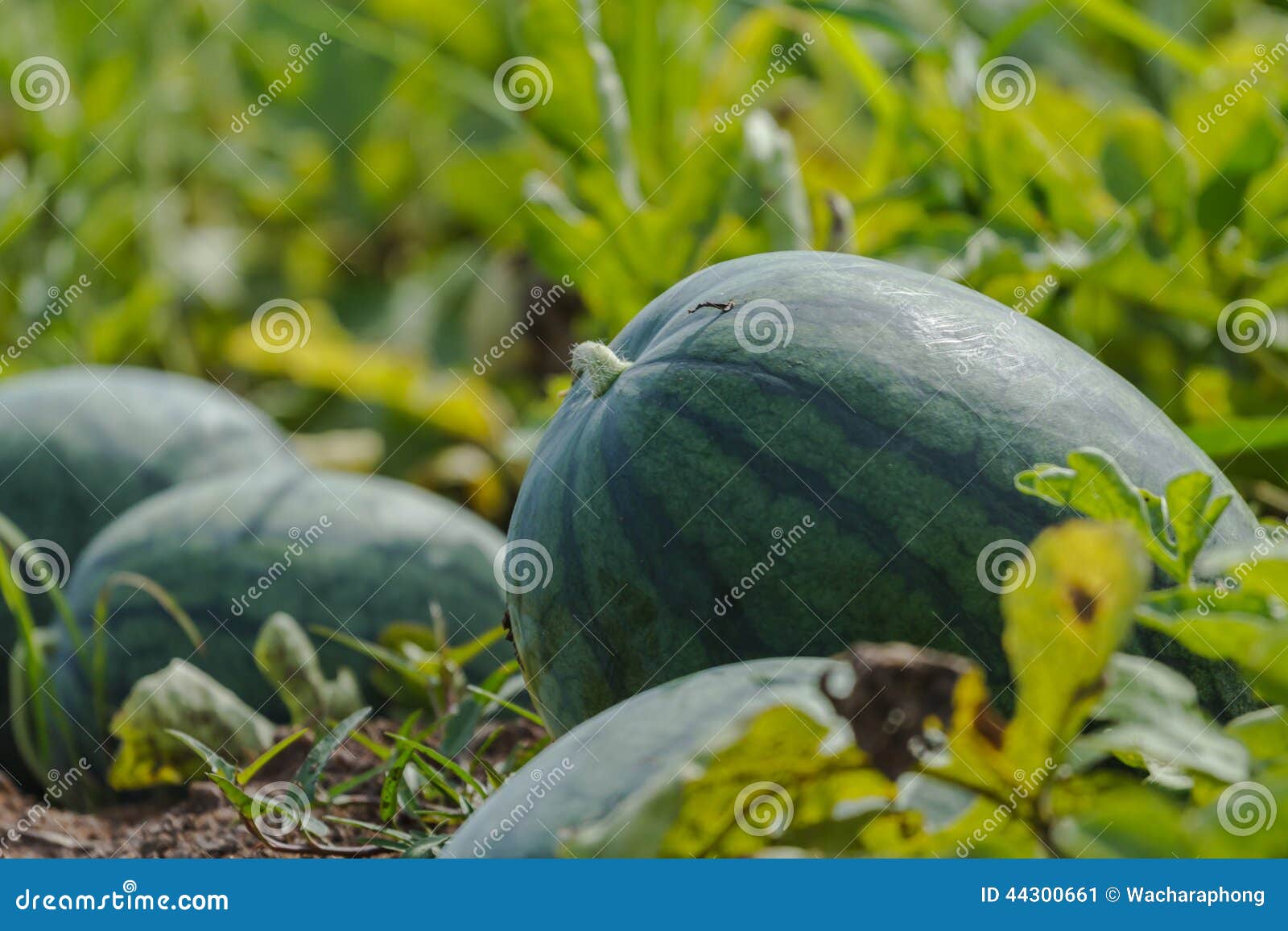 Watermelon stock image. Image of healthy, nature, organic - 44300661