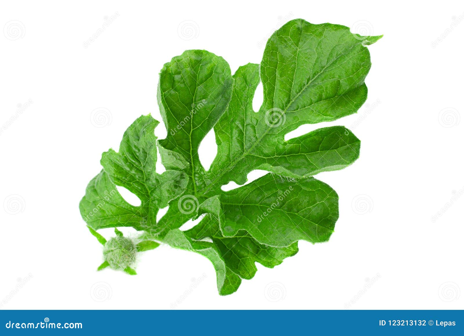 Watermelon leaf closeup stock photo. Image of watermelon - 123213132