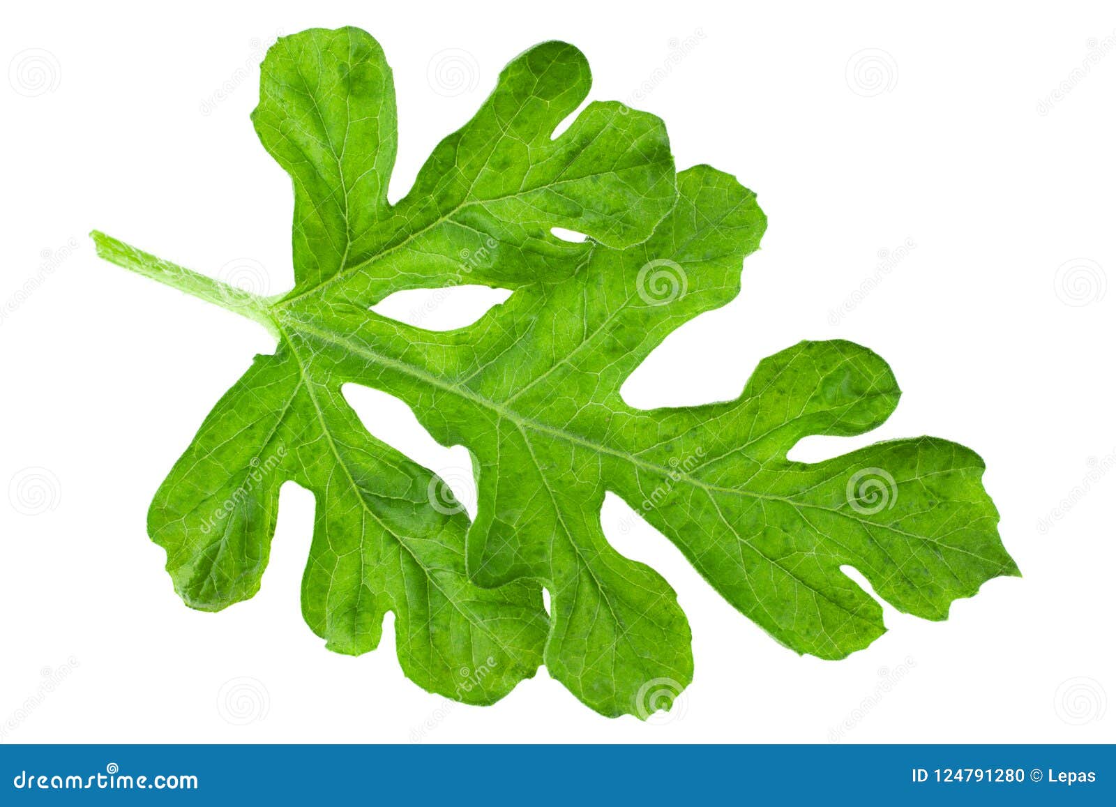 Watermelon leaf closeup stock photo. Image of white - 124791280