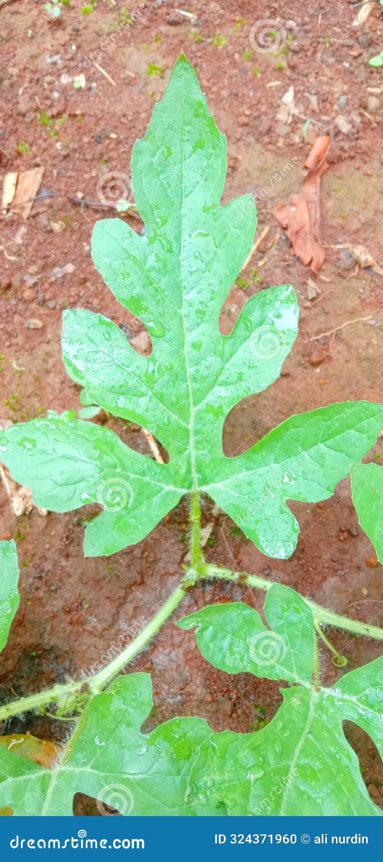A Watermelon Leaf in Nature Stock Photo - Image of vegetable, maple ...