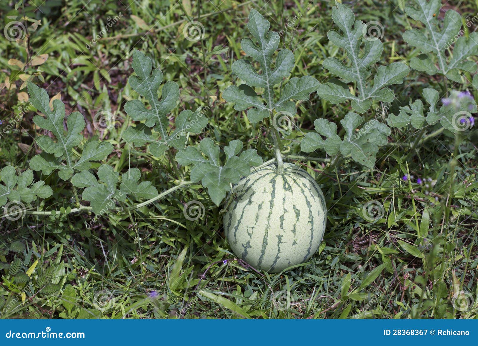 Watermelon with leaves stock image. Image of scene, food - 28368367