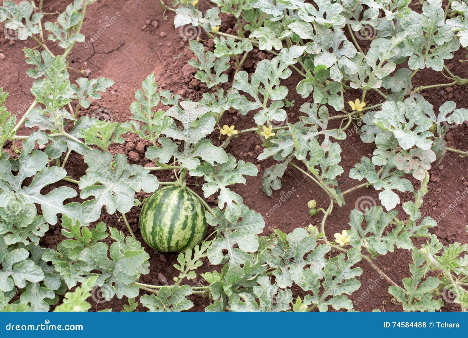 Watermelon stock photo. Image of green, leaf, grow, freshness - 74584488