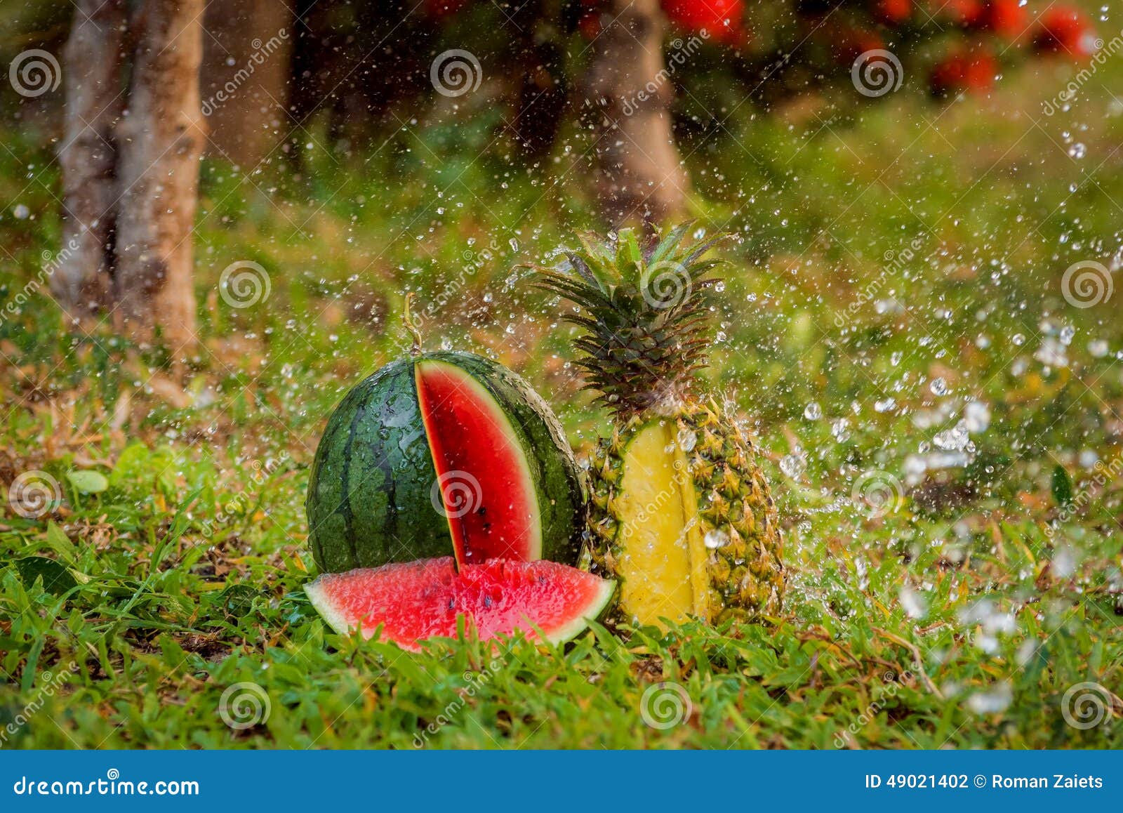Watermelon and Pineapple in the Garden Stock Photo - Image of fruits ...