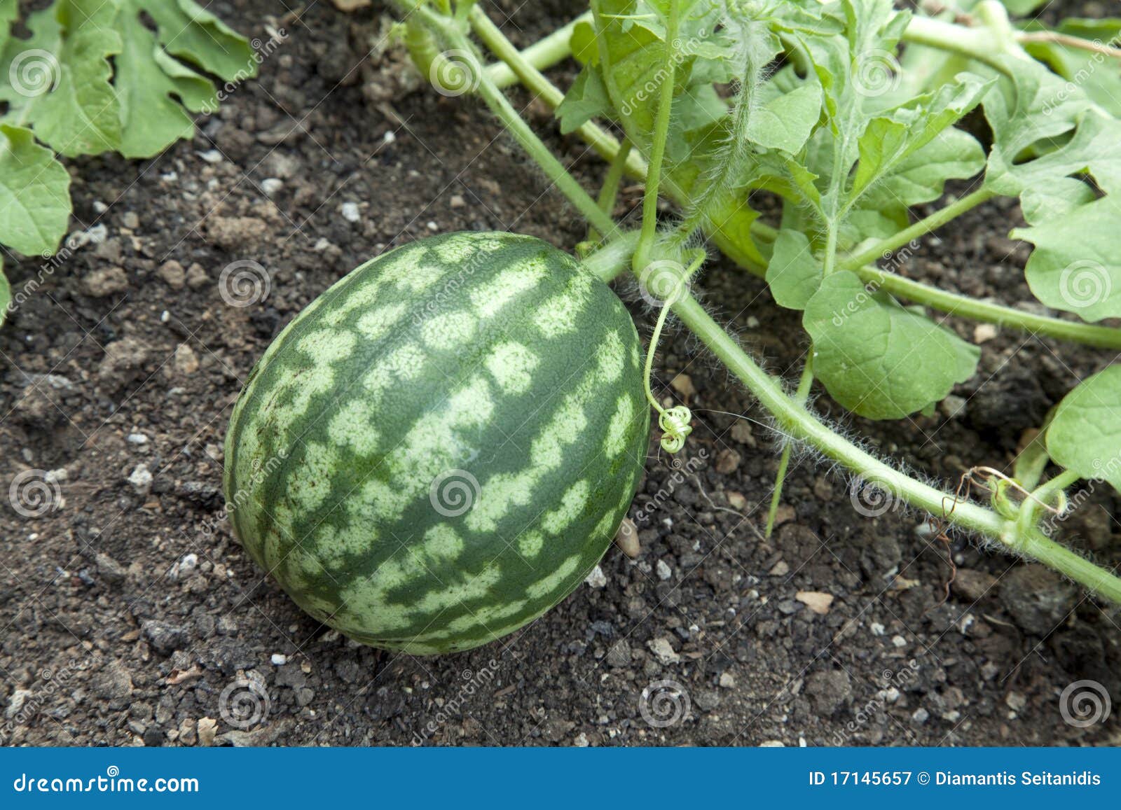 Watermelon plant stock image. Image of field, melon, food - 17145657