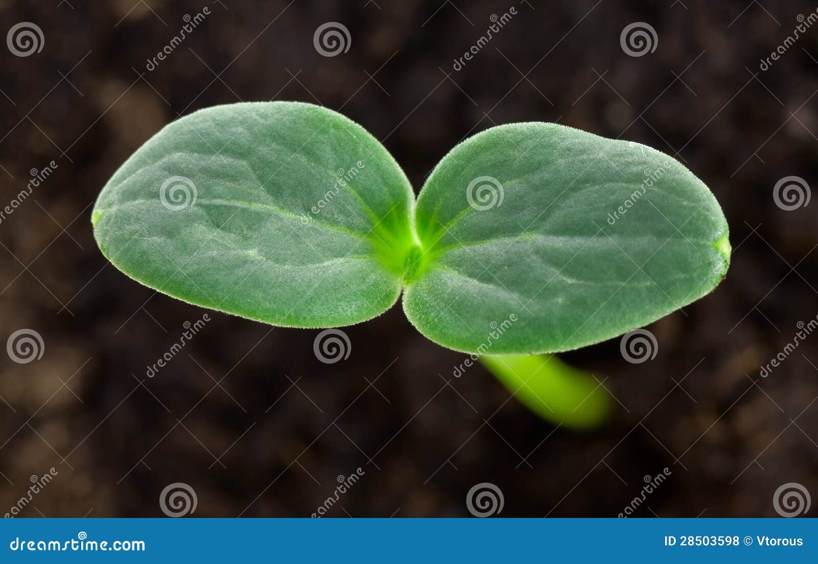 216 Watermelon Bud Stock Photos - Free & Royalty-Free Stock Photos from ...