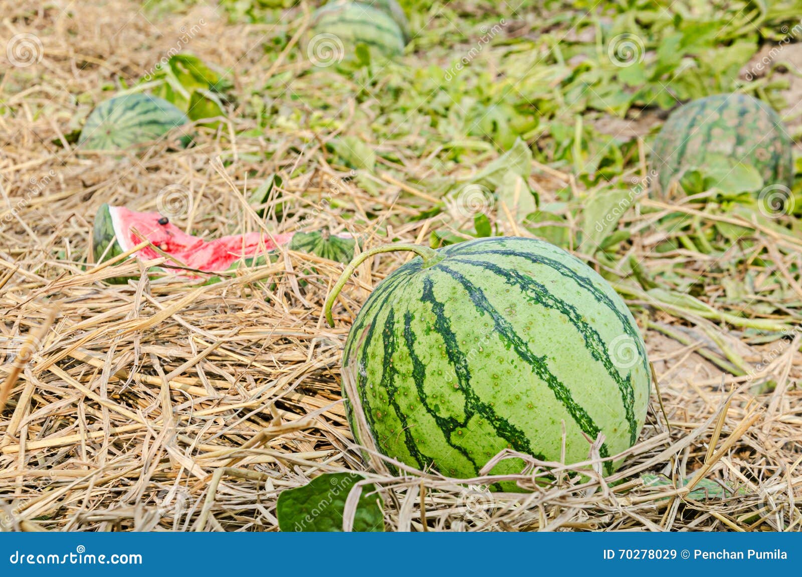 Watermelon stock image. Image of food, farm, plantation - 70278029