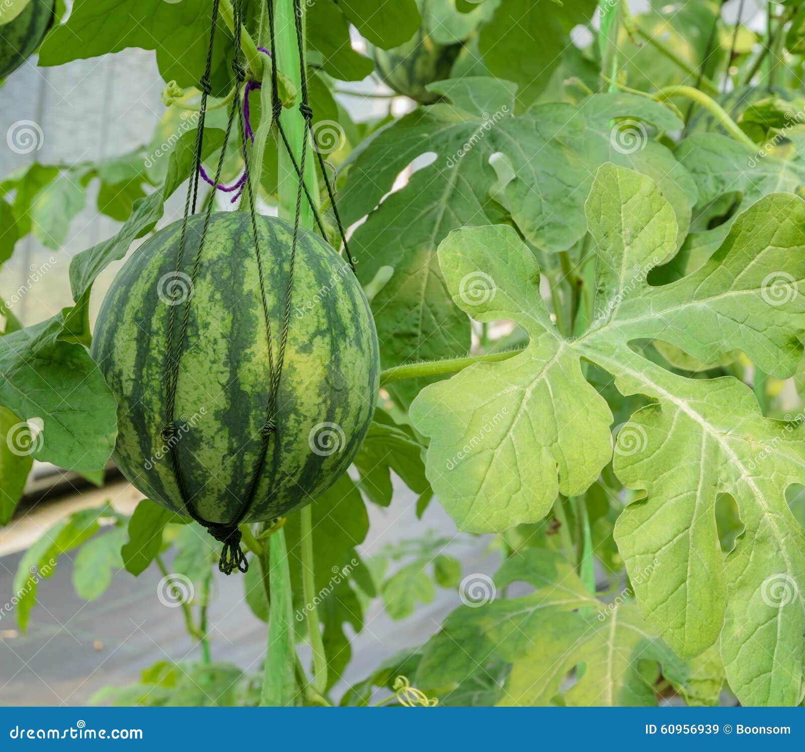 Watermelon plant stock image. Image of melon, oval, nature - 60956939