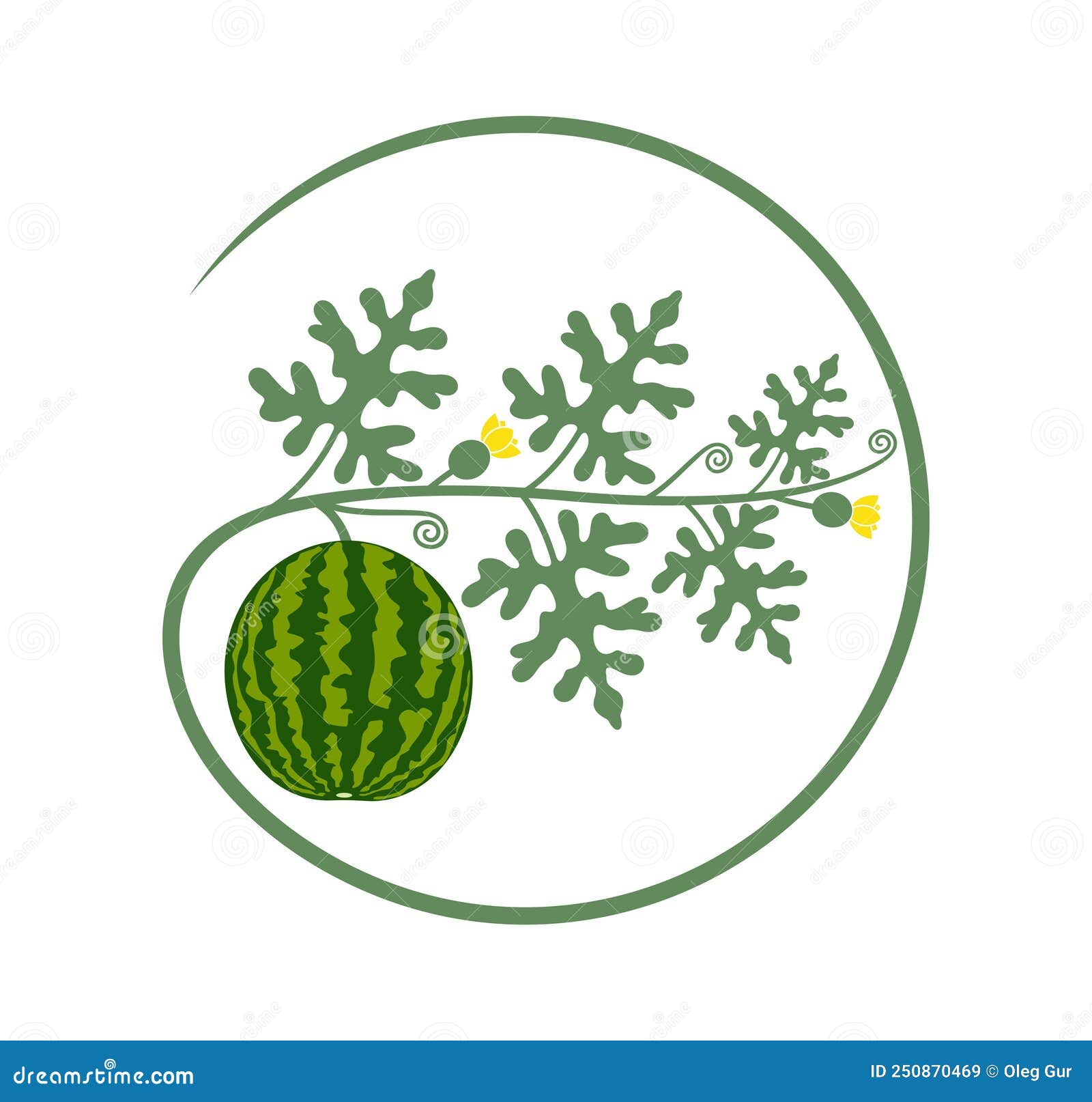 Watermelon Plant. Isolated Watermelon on White Background Stock Vector ...