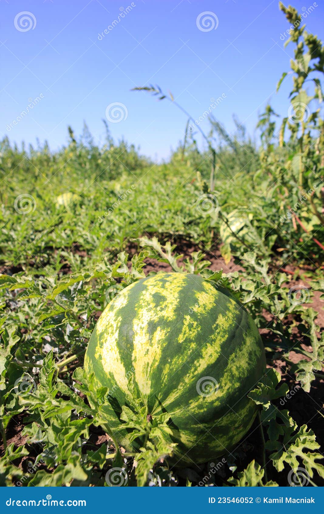 Watermelon plantation stock photo. Image of watermelon - 23546052