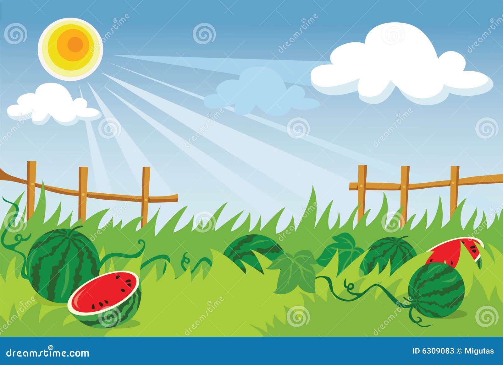 Watermelon plantation stock vector. Illustration of leaf - 6309083