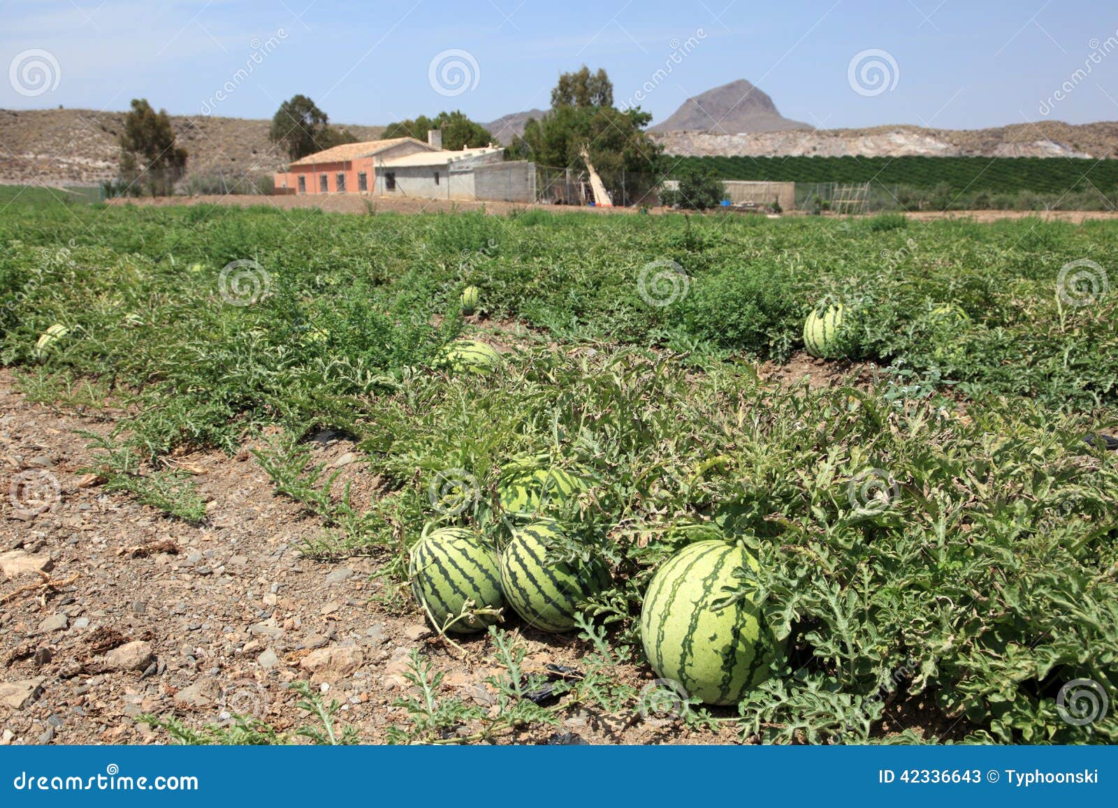 Watermelon plantation stock image. Image of nature, green - 42336643