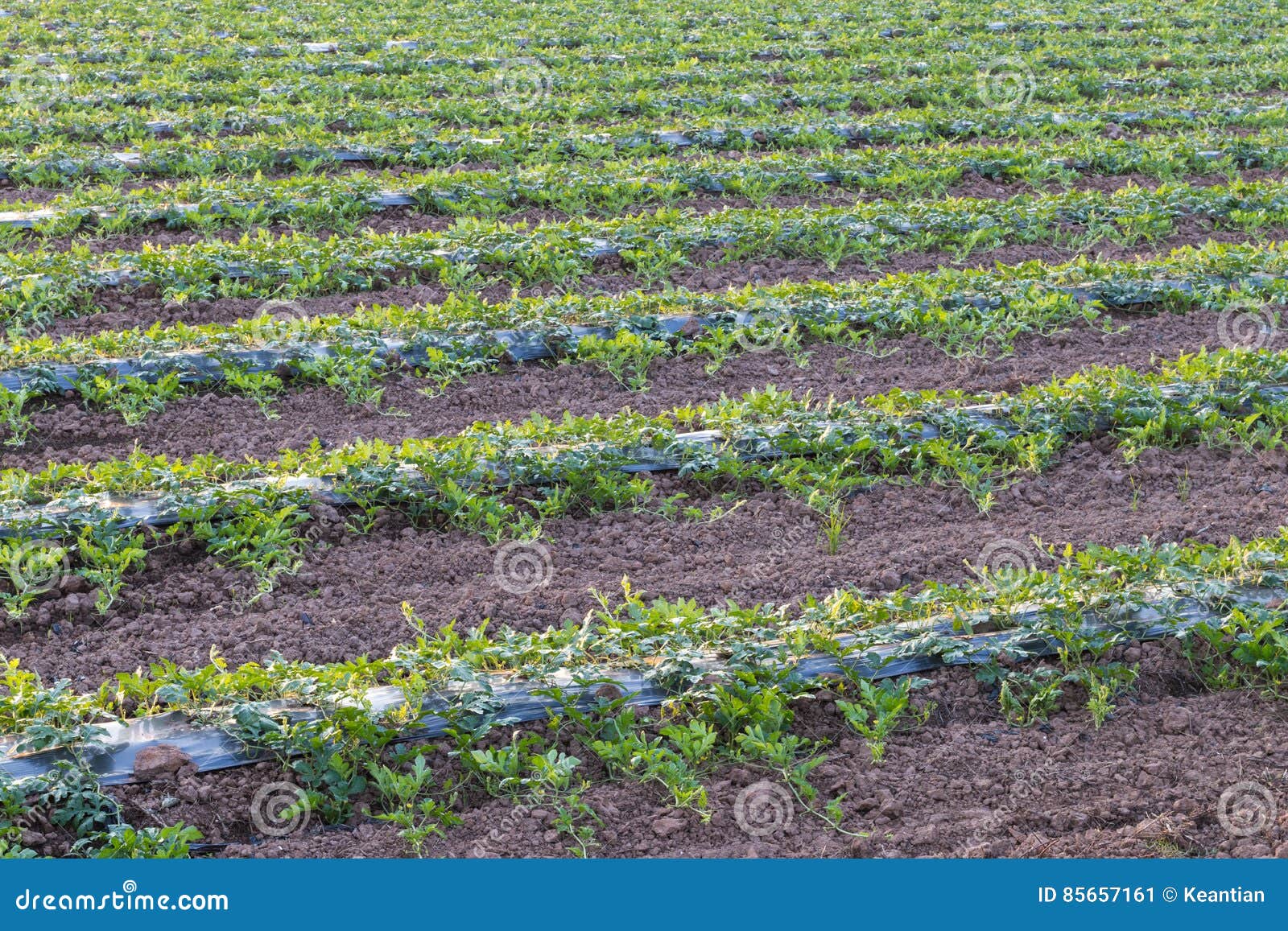 Watermelon Planting Crops in Rows. Stock Image - Image of outside ...