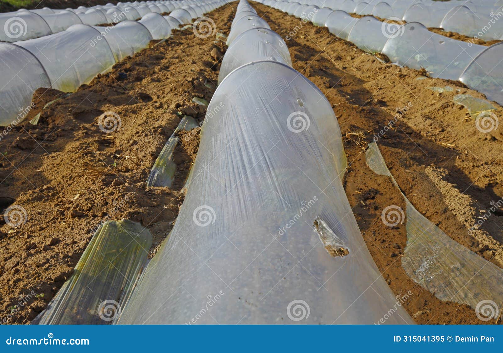 Watermelon Planting Plastic Mulching Stock Image - Image of crop, field ...