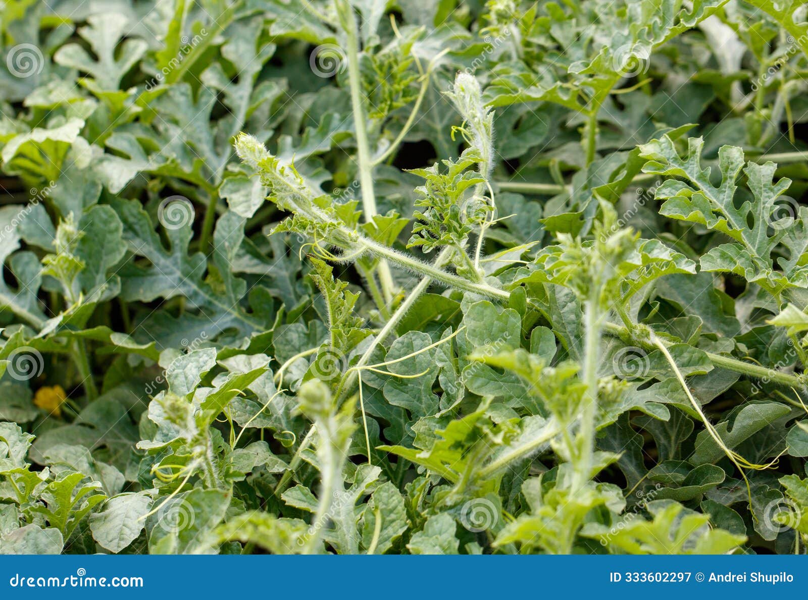 Watermelon Plants in Nature in Early Summer Stock Image - Image of ...