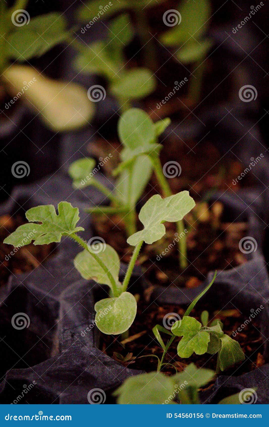 Watermelon Plants Sprouting Stock Photo - Image of sprouting, inside ...