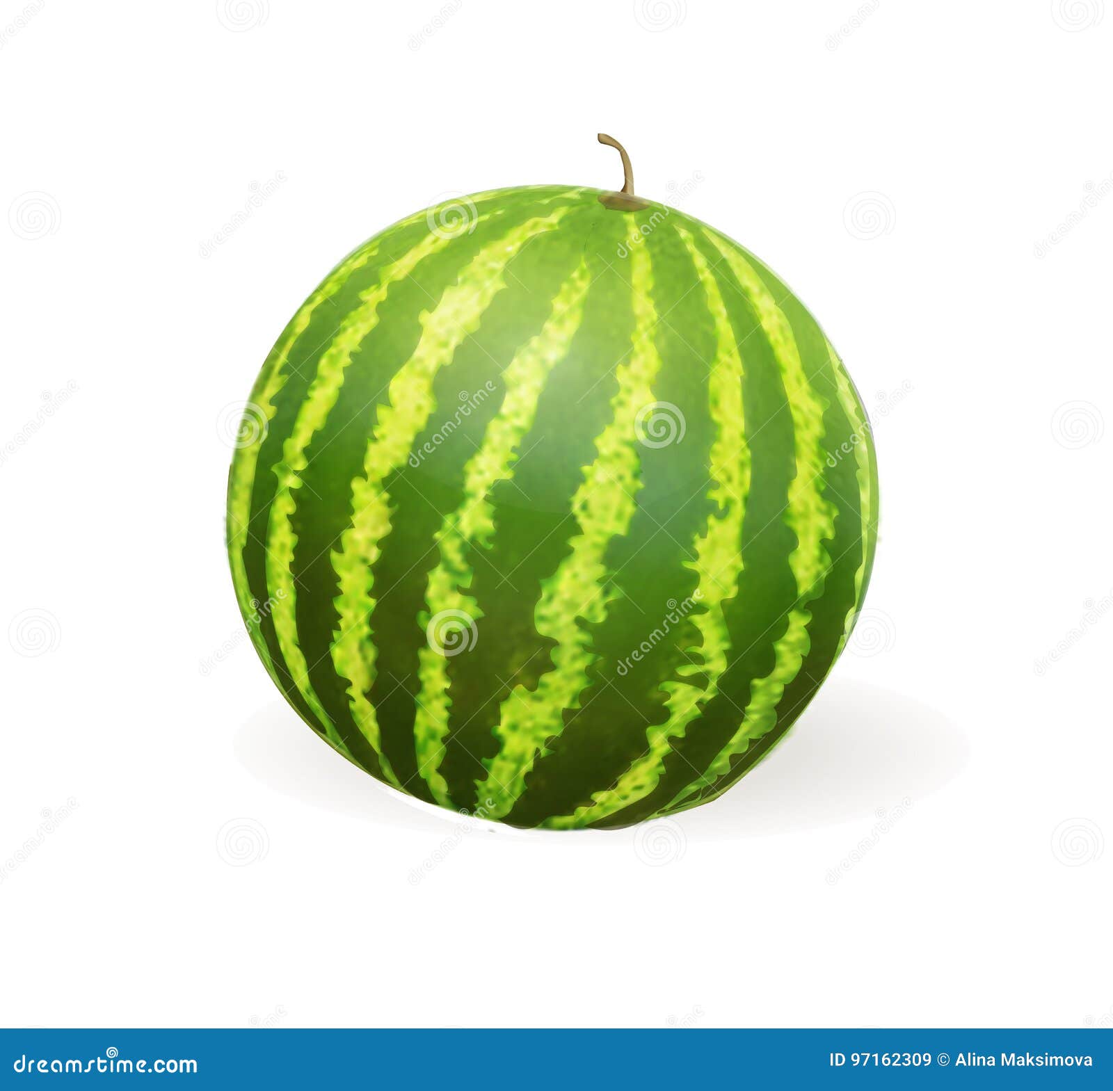 Watermelon Realistic Vector Illustration. Stock Vector - Illustration ...