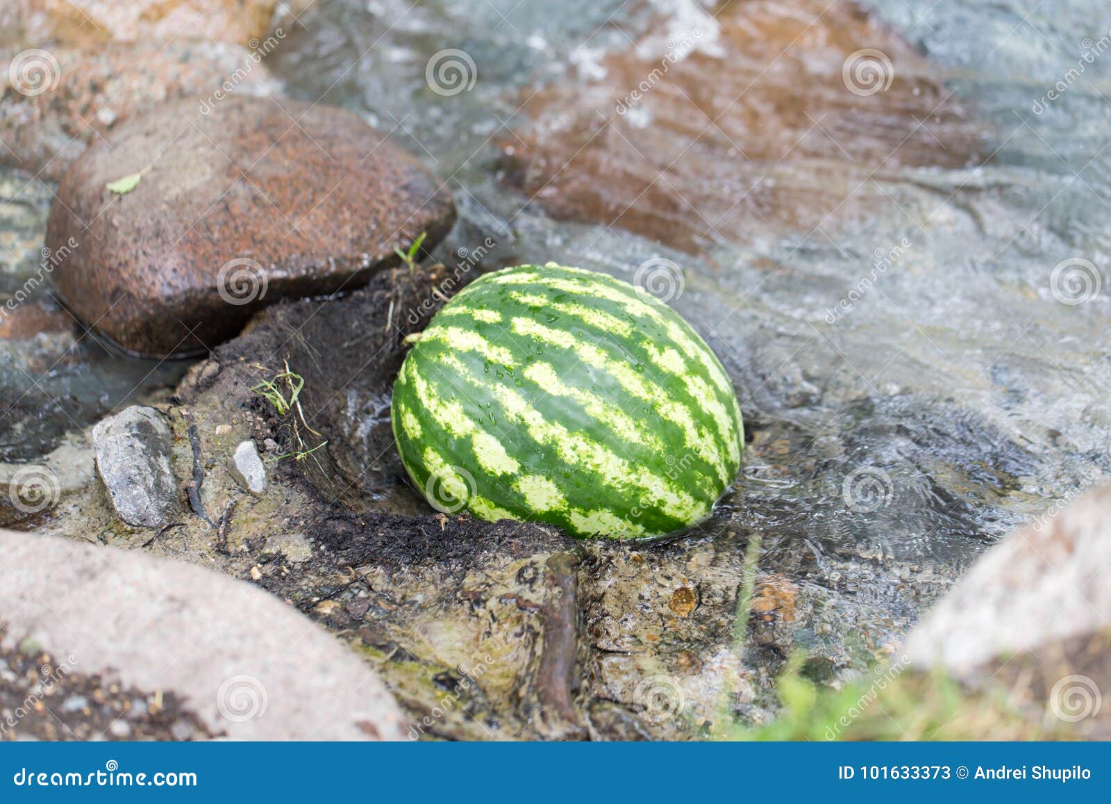 Watermelon in the river stock image. Image of asia, river - 101633373