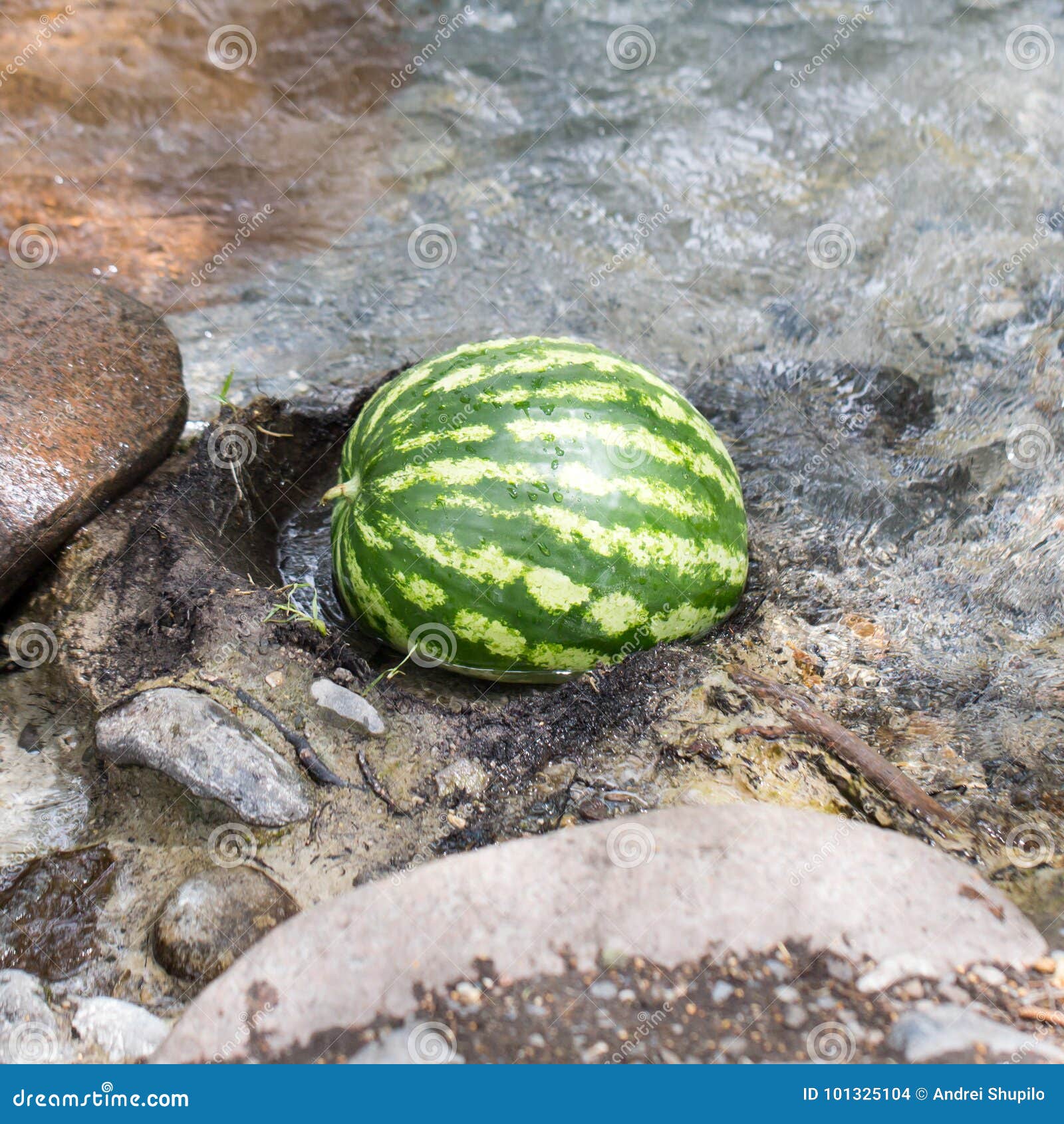 Watermelon in the river stock photo. Image of camp, chill - 101325104
