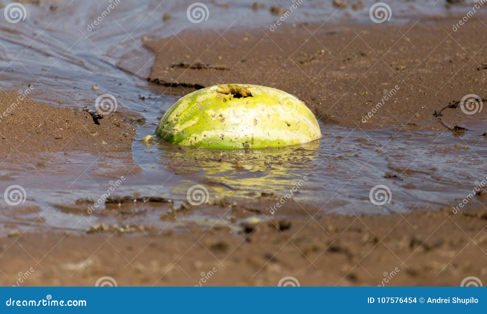 Watermelon in the Sand on the Lake Stock Photo - Image of sweet, yellow ...