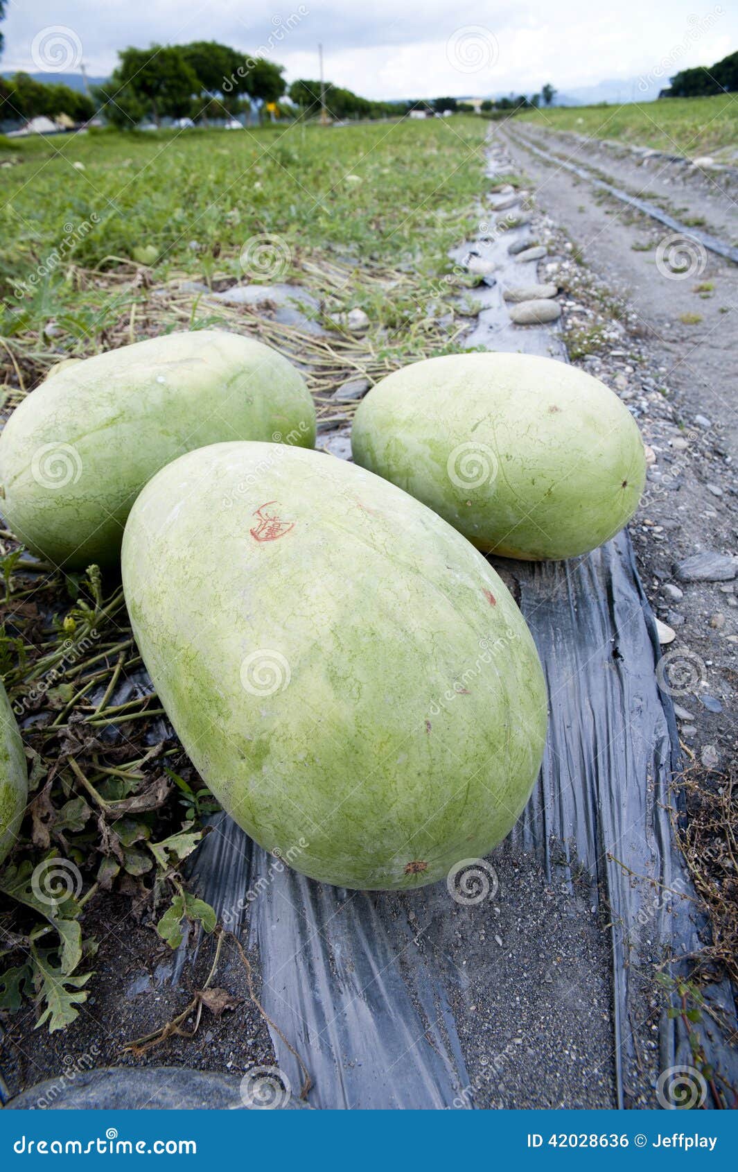 Watermelon on the sandland stock photo. Image of taiwan - 42028636
