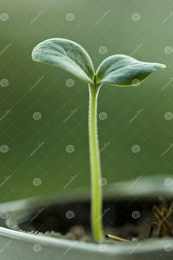 Watermelon Seedling stock photo. Image of fresh, grow - 14713248