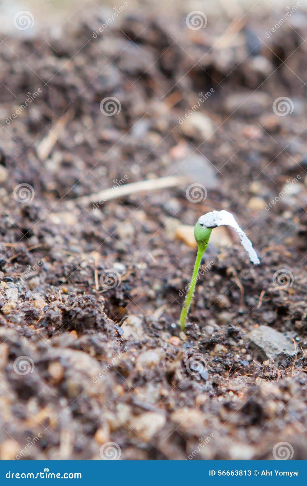 Watermelon Seedling Emerging from Rough Soil Stock Image - Image of ...