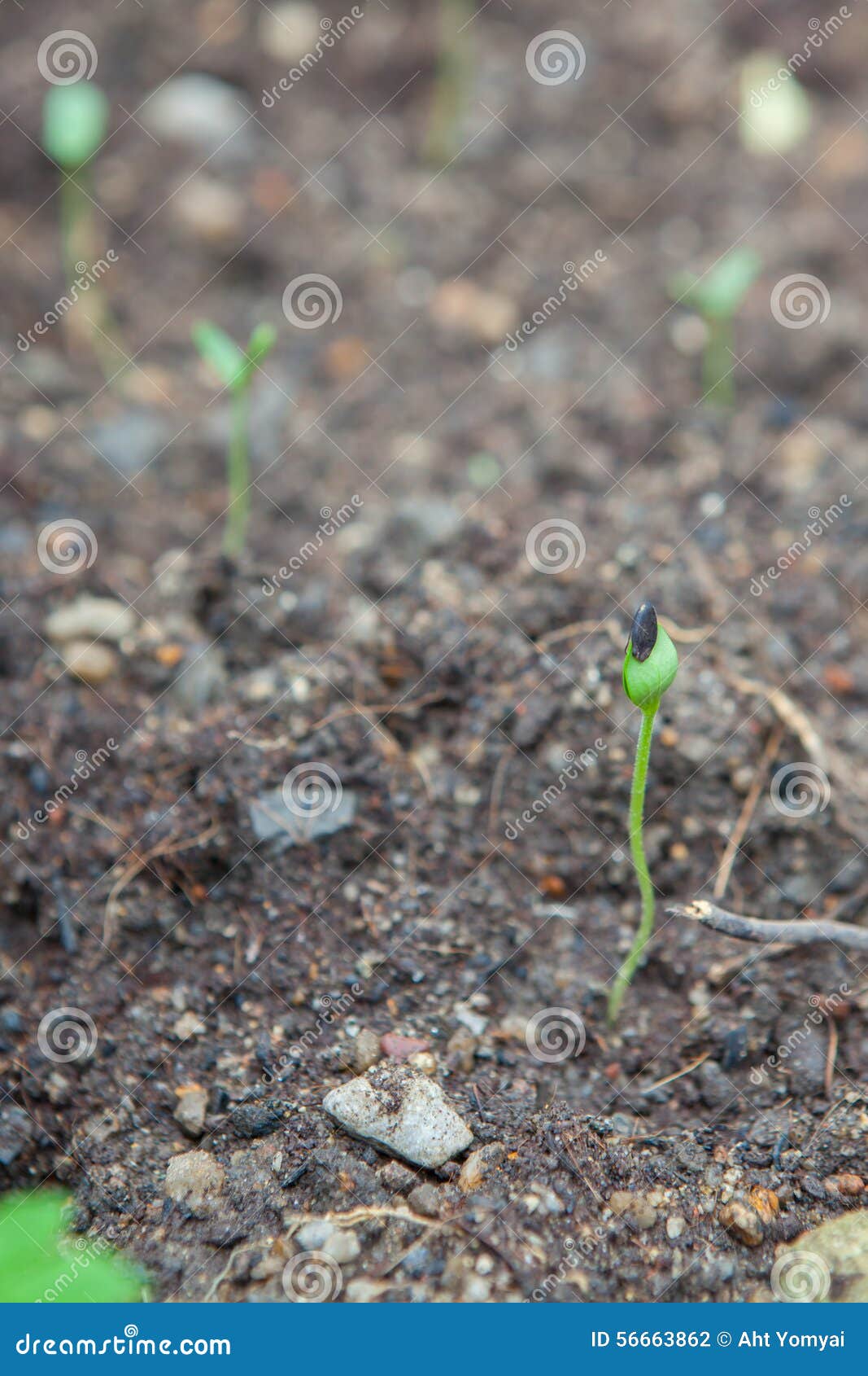 Watermelon Seedling Emerging from Rough Soil Stock Photo - Image of ...